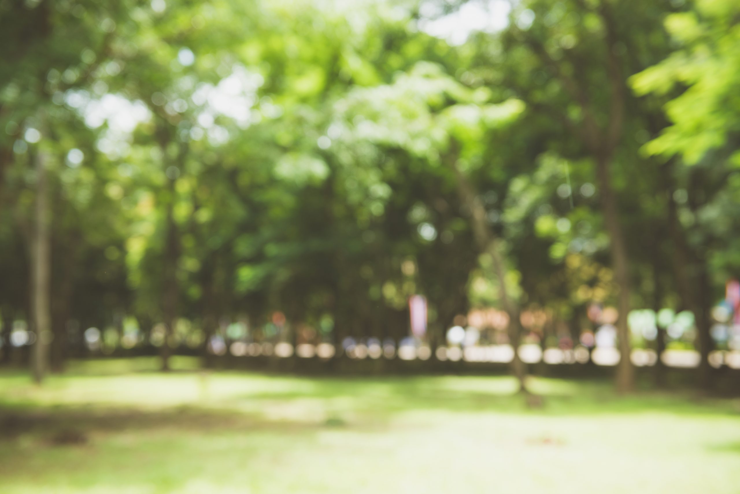 Blur Nature Green Park With Bokeh Sun Light Abstract Background MIT Endicott House
